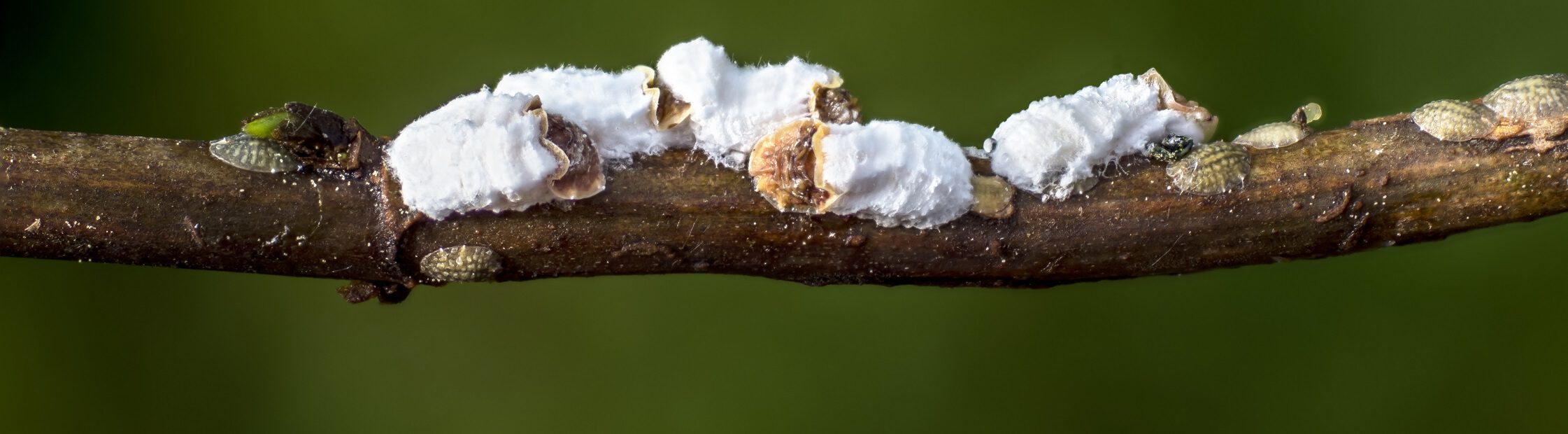 Wollige dopluis bestrijden: Zo doe je dat - Pokon