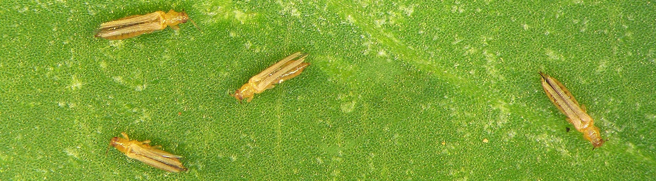 Trips bestrijden | Veilig en Doeltreffend - Pokon