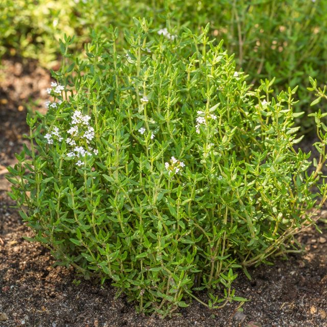 Tijm planten & verzorgen - Pokon