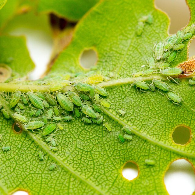 Groene bladluis - Pokon