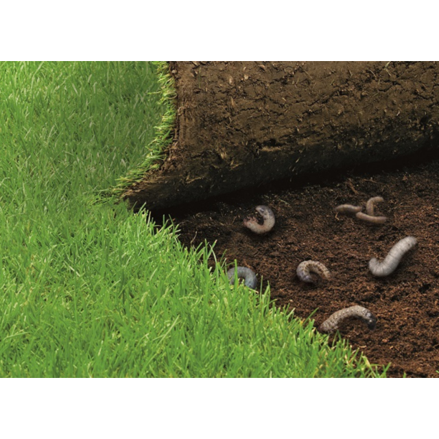 Emelten bestrijden in het gazon | Tips en Tricks | - Pokon