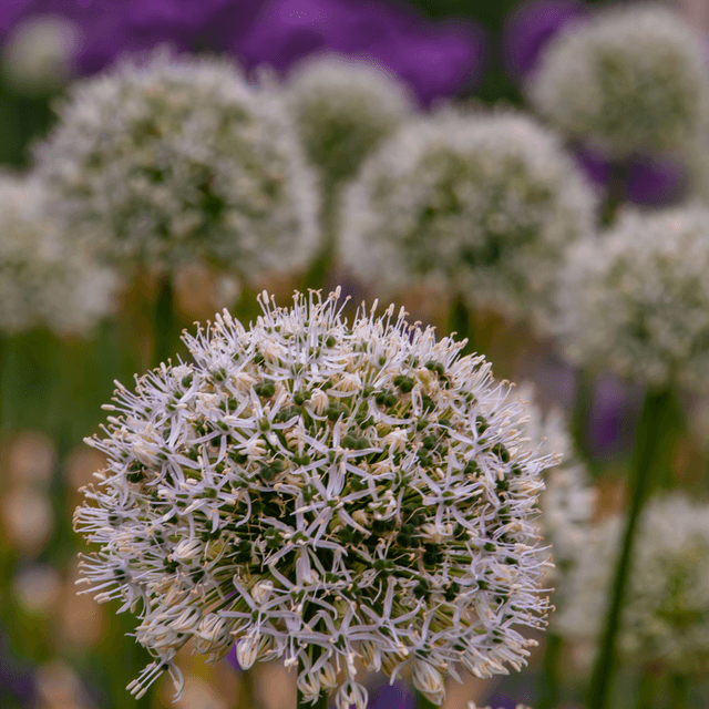 Allium (Sierui) Verzorgen & Kweken - Pokon