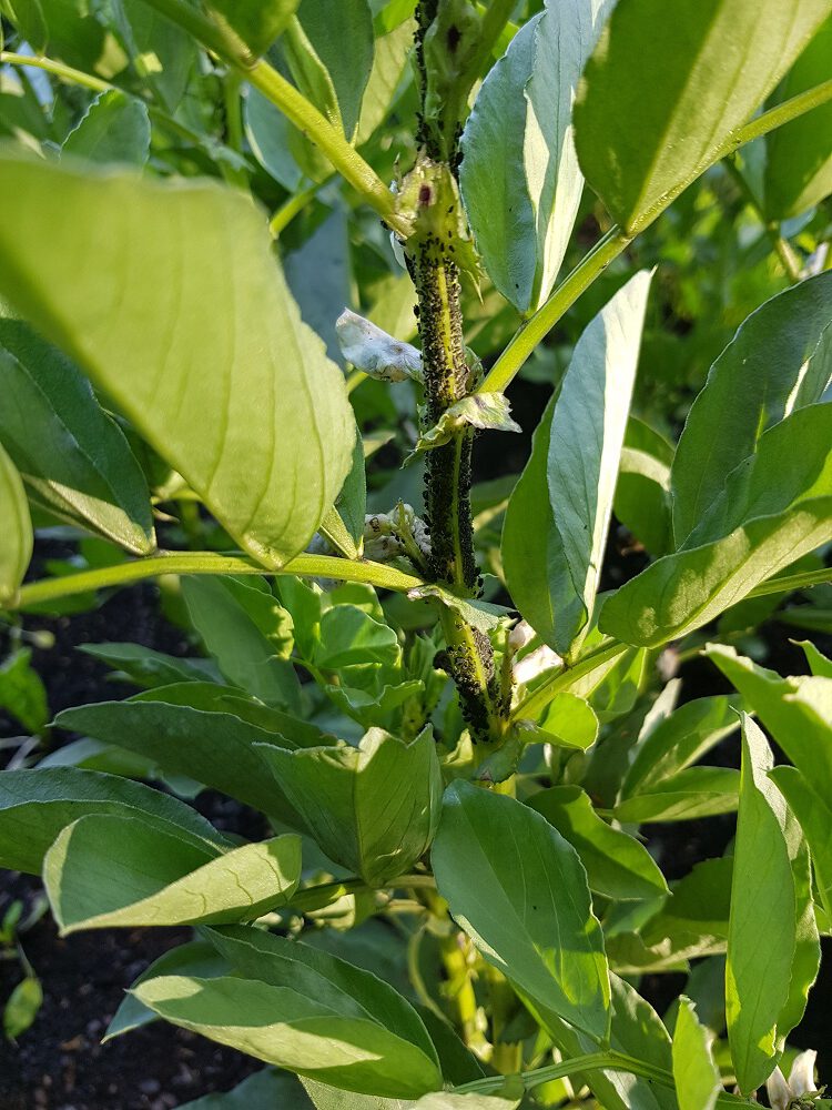 Beestjes in de moestuin - Pokon