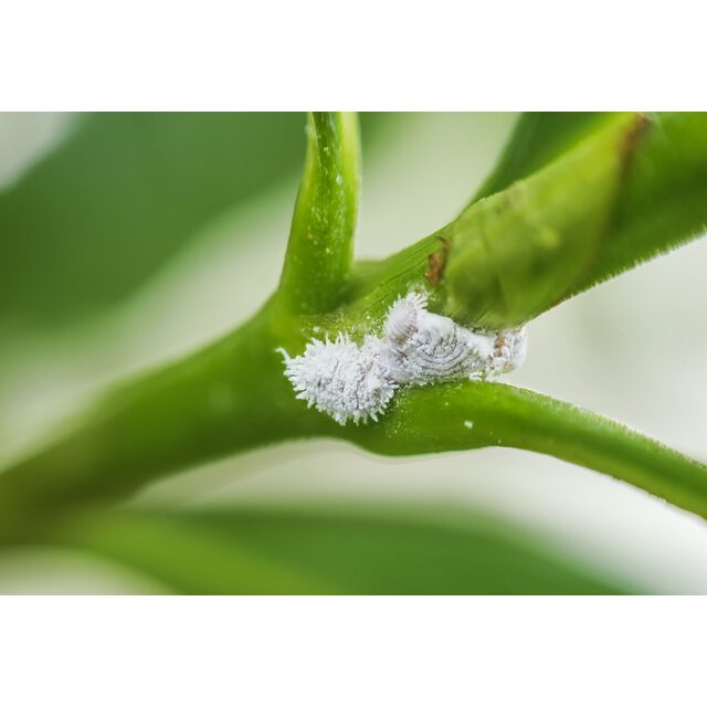 Dopluis en schildluis bestrijden - Pokon