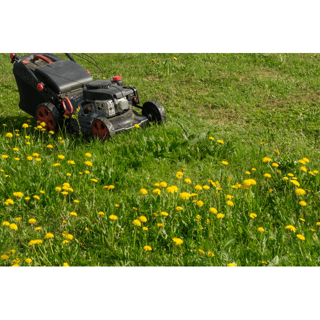 Hoog gras maaien: tips voor een perfect resultaat - Pokon
