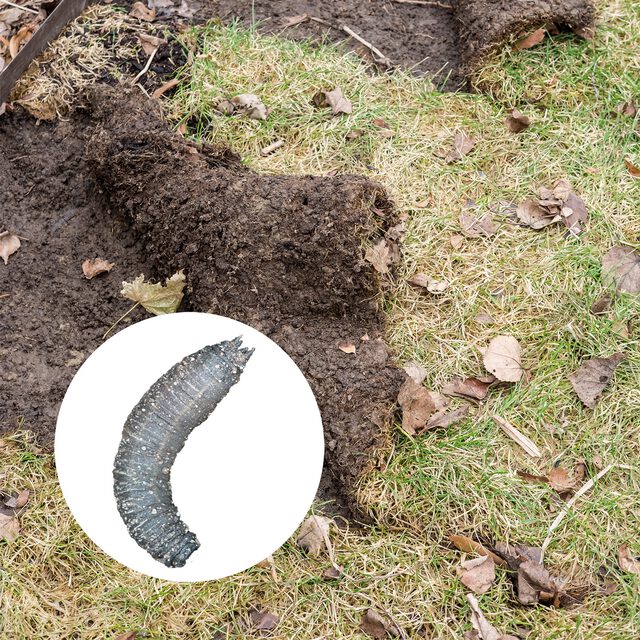 Emelten in je gazon - Pokon