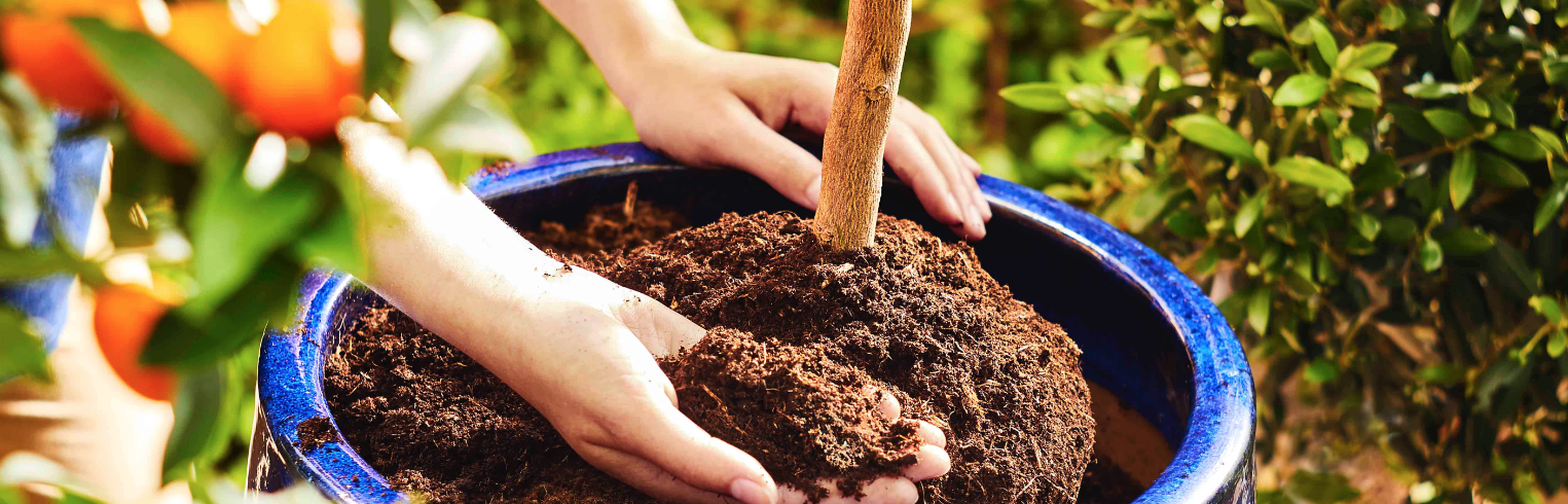 Zo kies je de perfecte potgrond voor iedere plant - Pokon