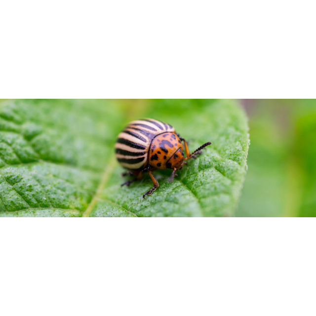 Coloradokever - Pokon