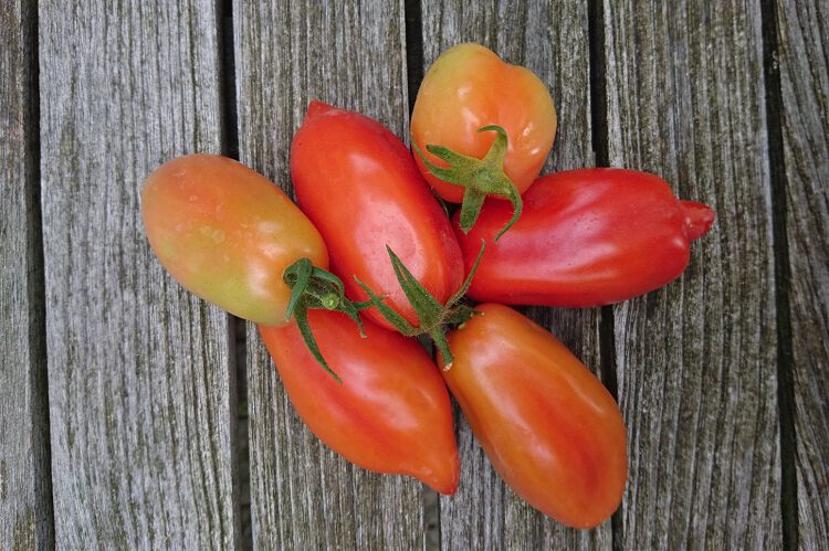 Soorten tomaten - Pokon