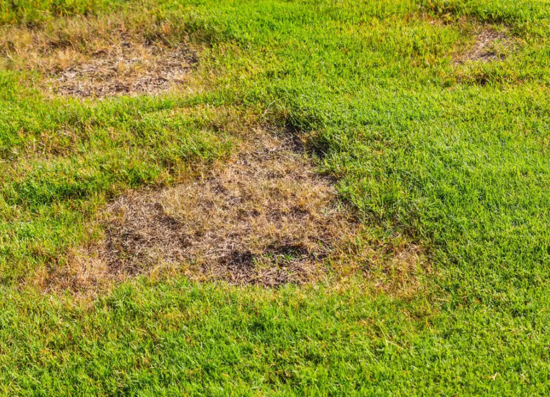 Voetrot in gazon bestrijden en voorkomen - Pokon