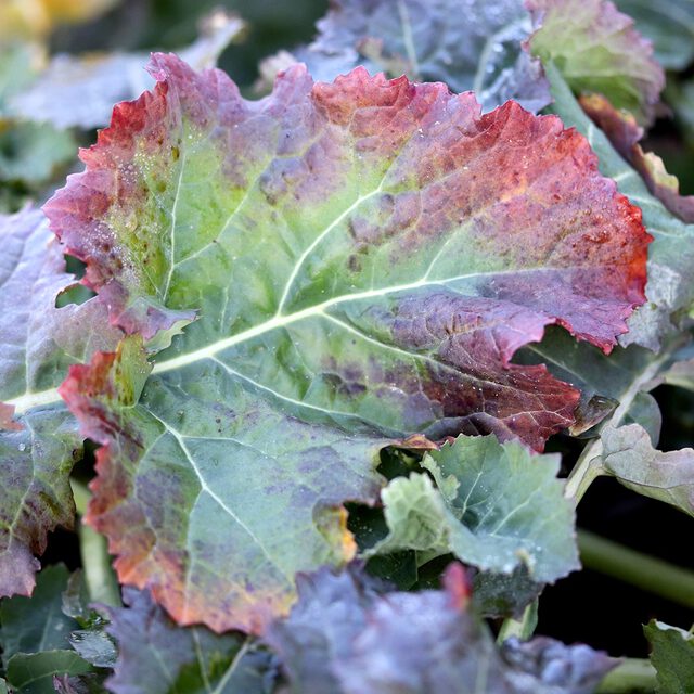 Fosfaattekort - Pokon