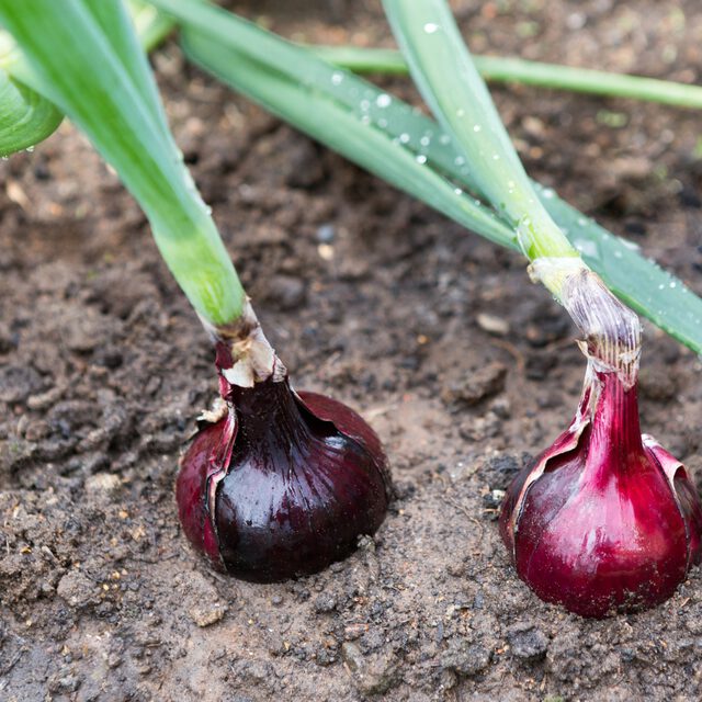 Ui planten & verzorgen - Pokon