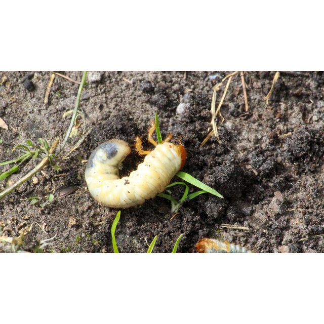 Heb ik engerlingen of emelten? - Pokon