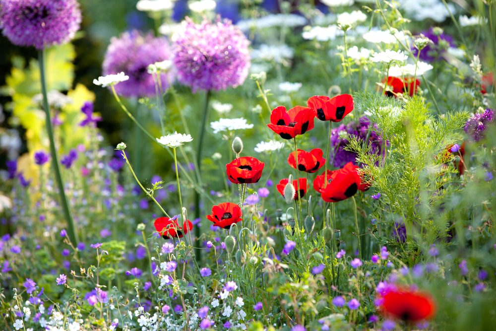 Wilde bloemenweide aanleggen - Pokon
