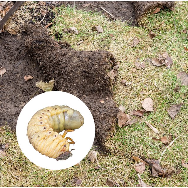 Engerlingen in je gazon - Pokon