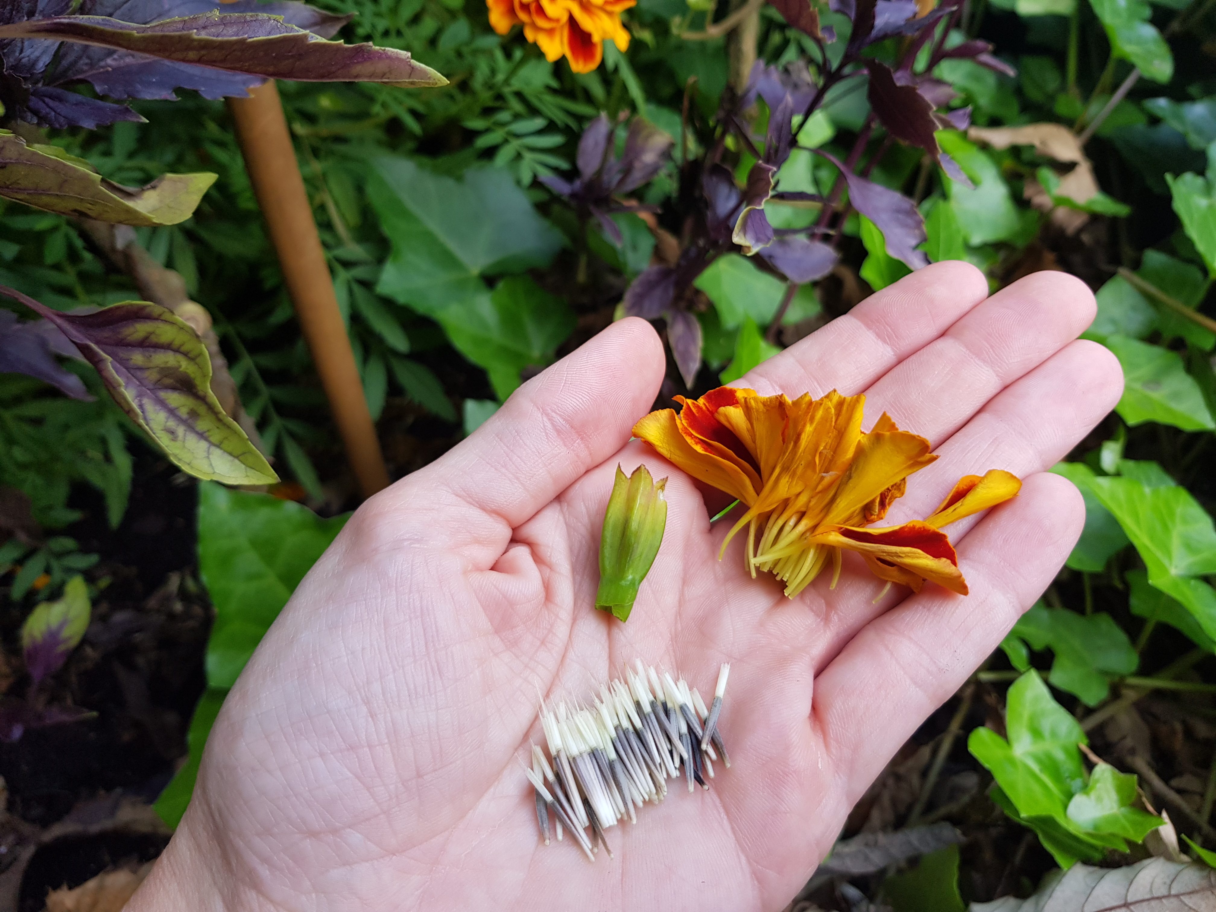 DIY: Zaadjes oogsten in de herfst - Pokon - Groen doet je goed