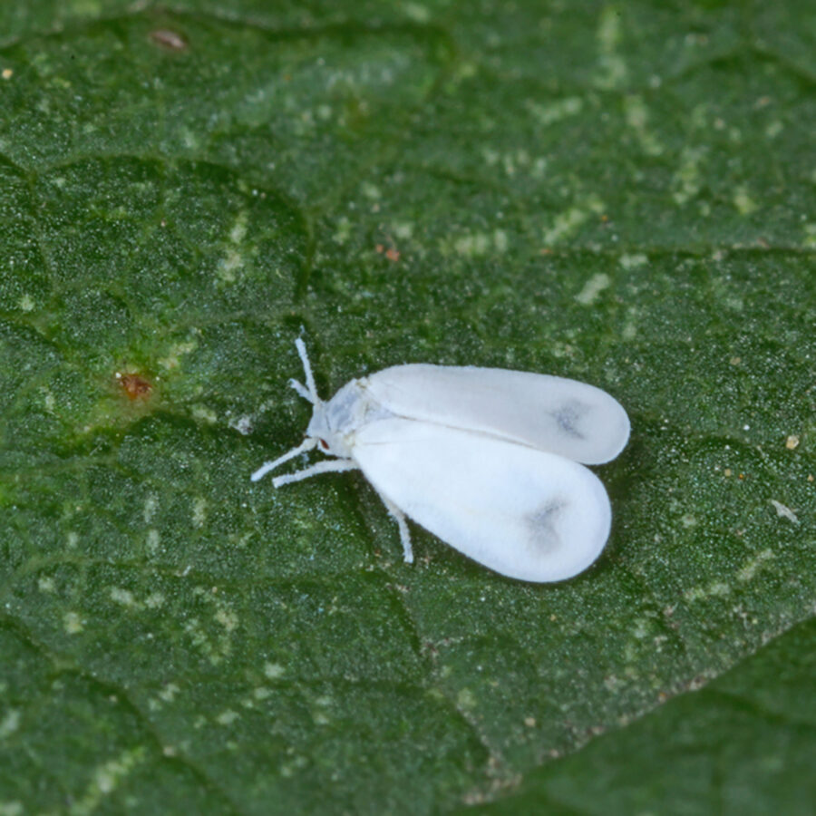 Probleemherkenner - Border - Witte vlieg - Pokon