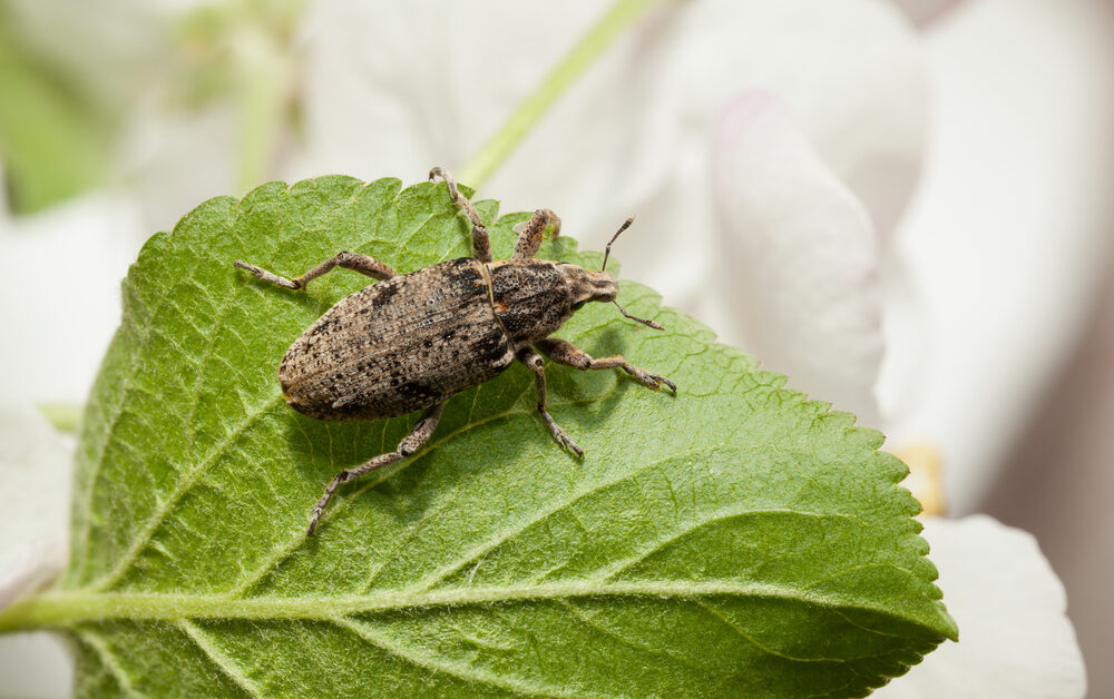 Taxuskever bestrijden - Tips & Handige Producten - Pokon - Groen doet ...