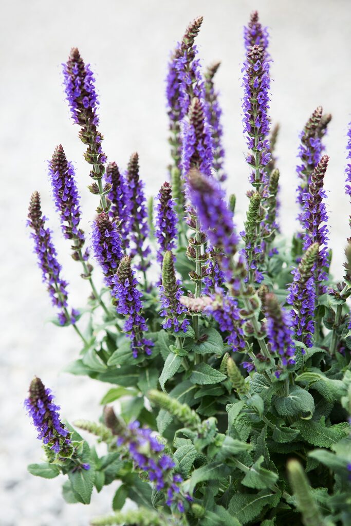 Tuinplant van de maand Salie - Pokon