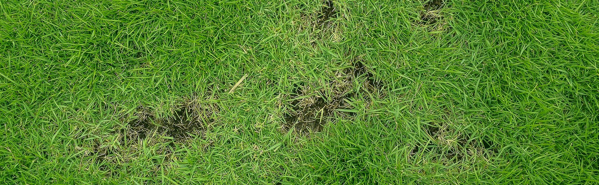 Gras herstellen met de volgende 5 stappen - Pokon