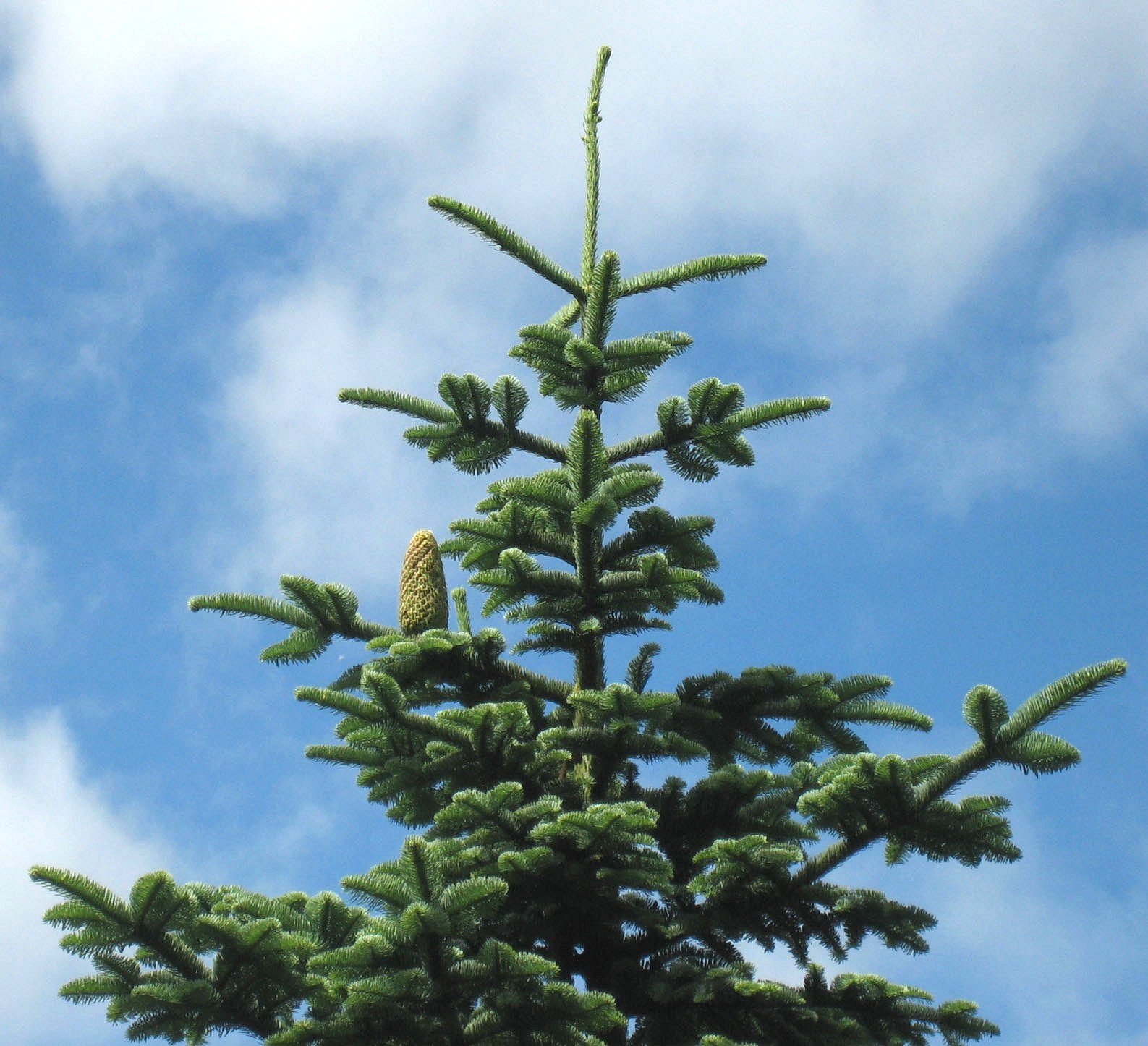 De kerstboom in je tuin planten - Pokon