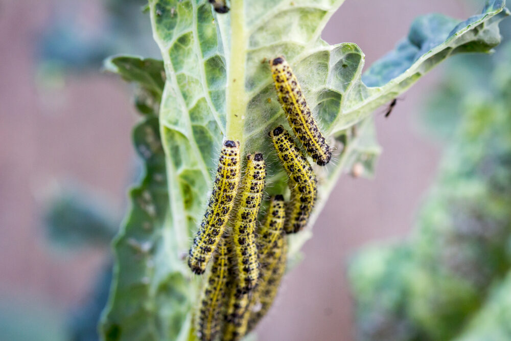 Rupsen bestrijden: Voorkomen en Bestrijden - Pokon