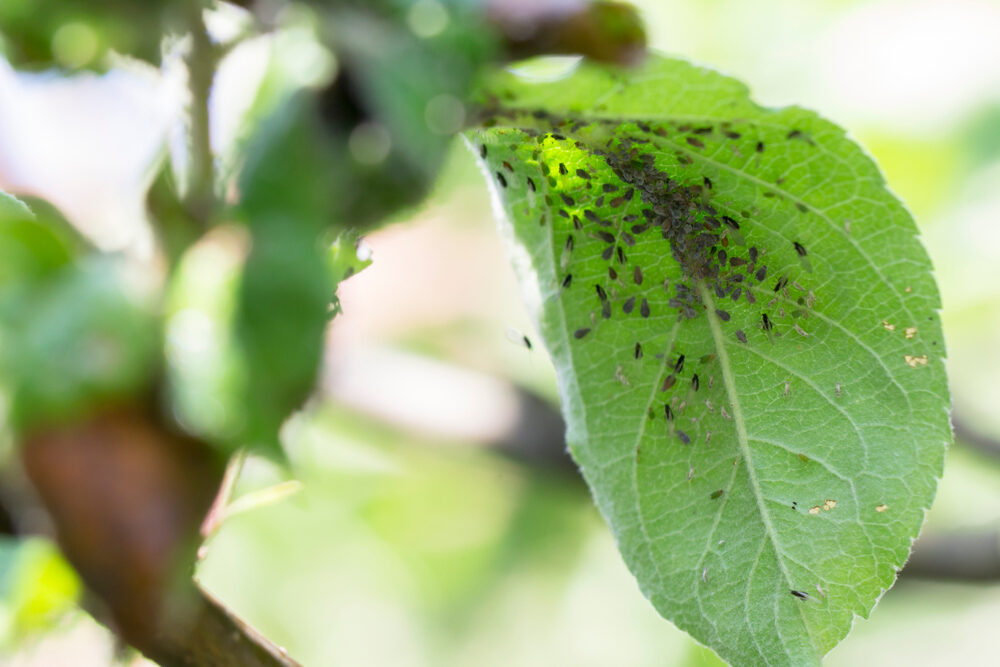 Insecten oorzaak & bestrijden - Pokon - Groen doet je goed