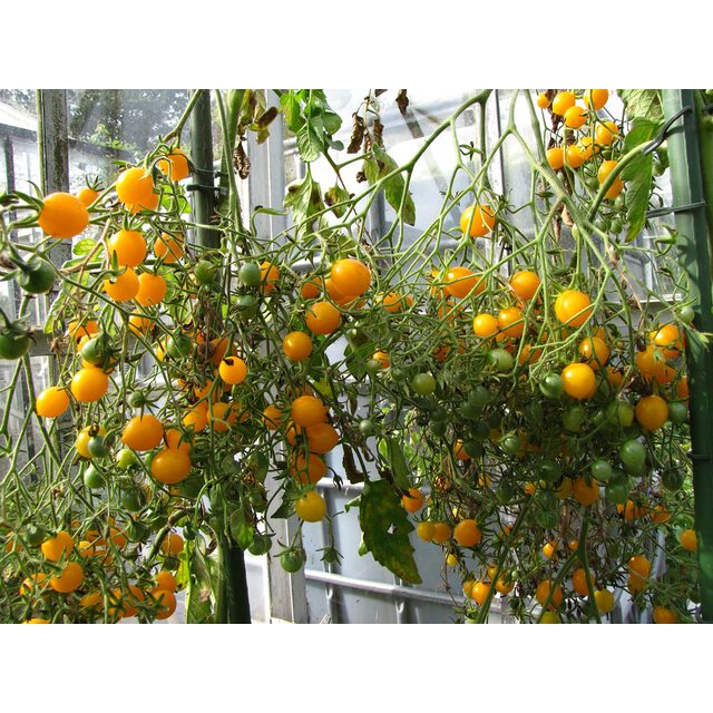 Alles wat je moet weten over Multiflora tomaten - Pokon