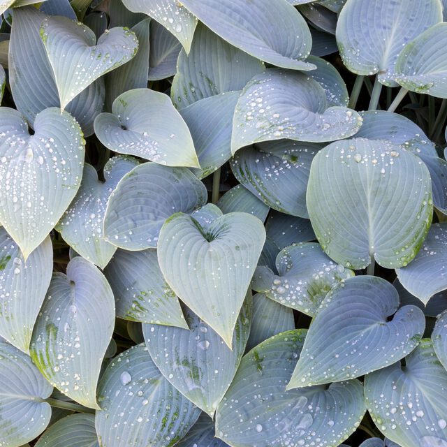 Hosta Verzorgen & Kweken - Pokon