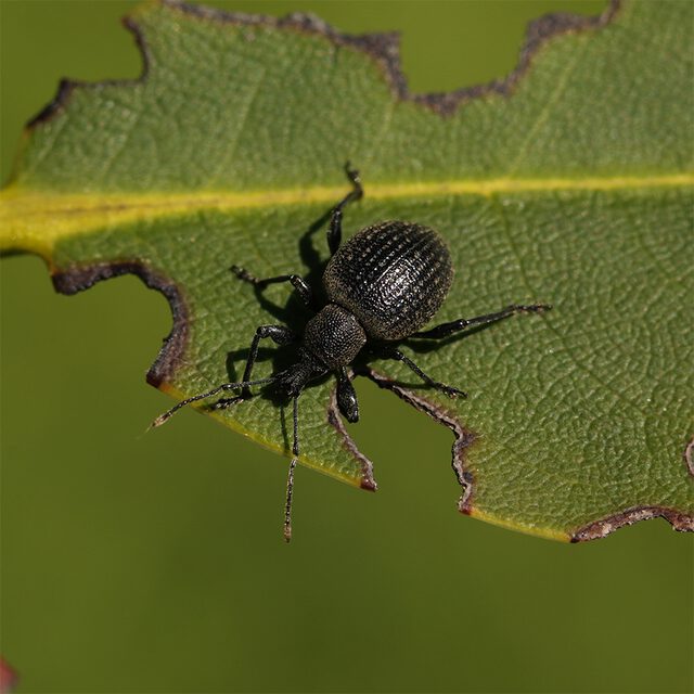 Probleemherkenner - Taxuskever - Potplanten - Pokon