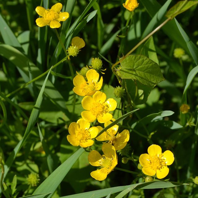Boterbloem - Pokon
