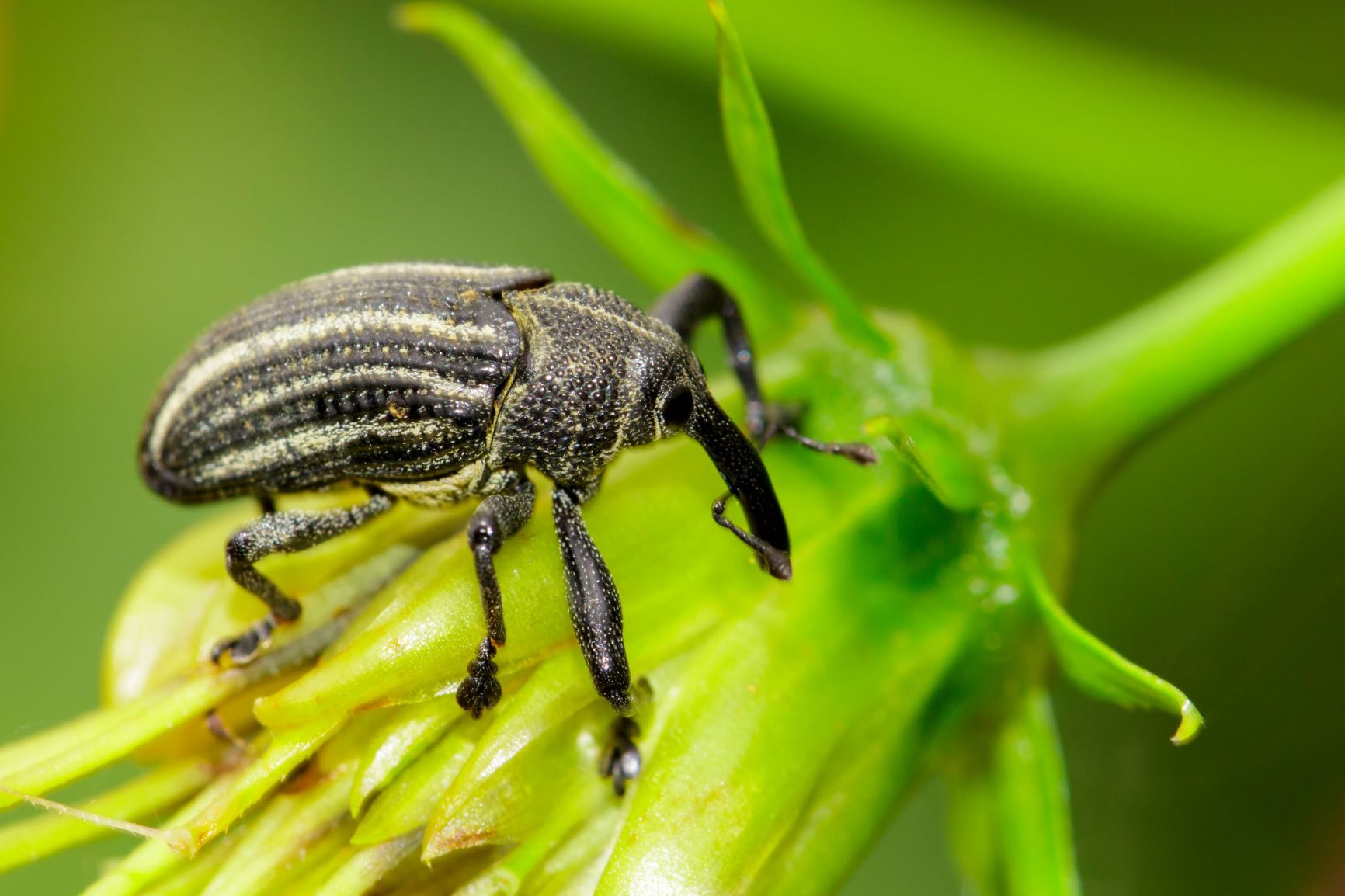Taxuskevers bestrijden | Zo kom je van taxuskevers af - Pokon