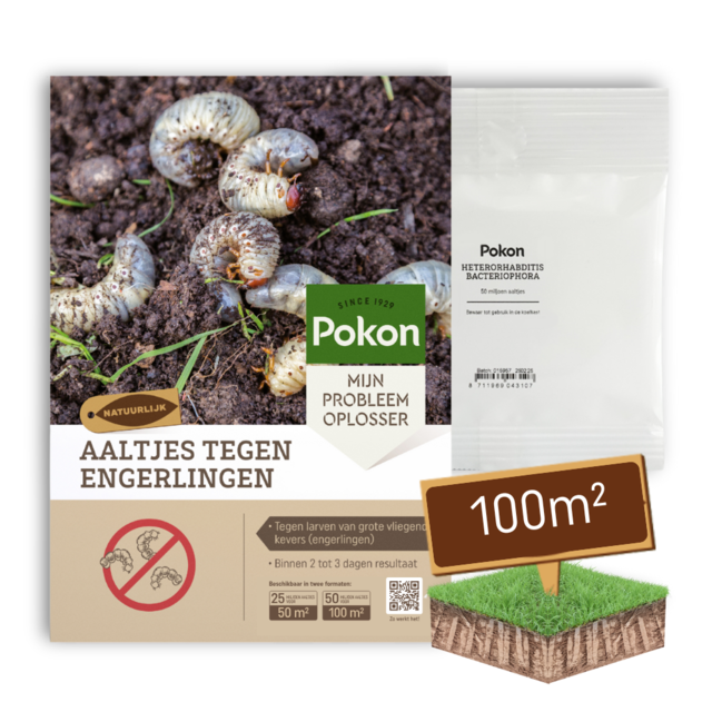 Aaltjes tegen engerlingen | 100m2 - Pokon