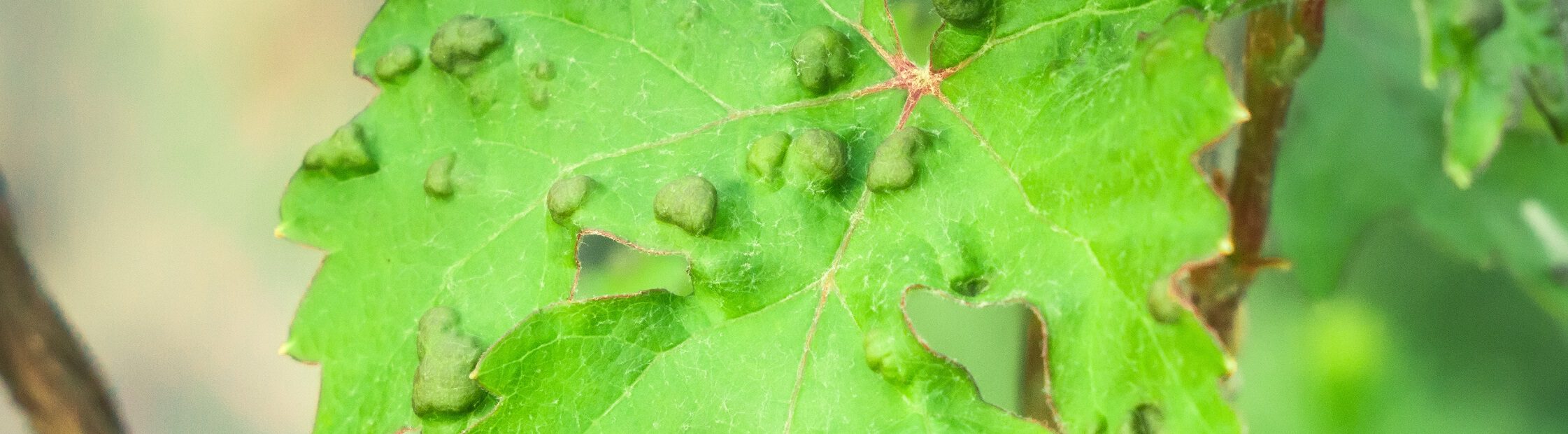 Galmijt bestrijden: Zo doe je dat - Pokon