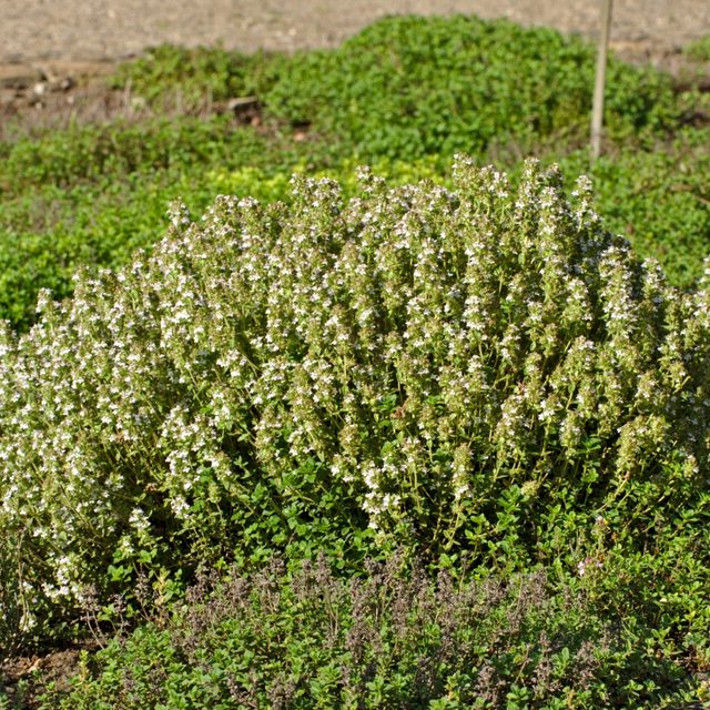 Tijm planten & verzorgen - Pokon