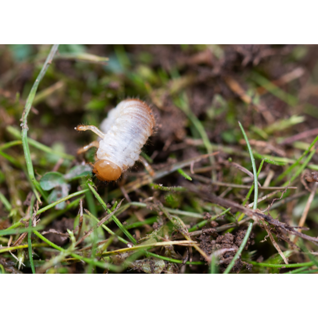 Engerlingen bestrijden in het gazon | Tips en Tricks | - Pokon