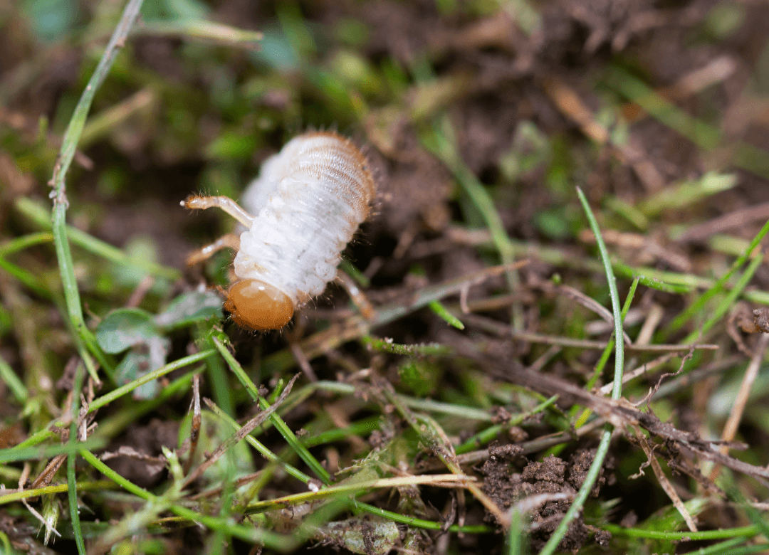 Engerlingen bestrijden in het gazon | Tips en Tricks | - Pokon