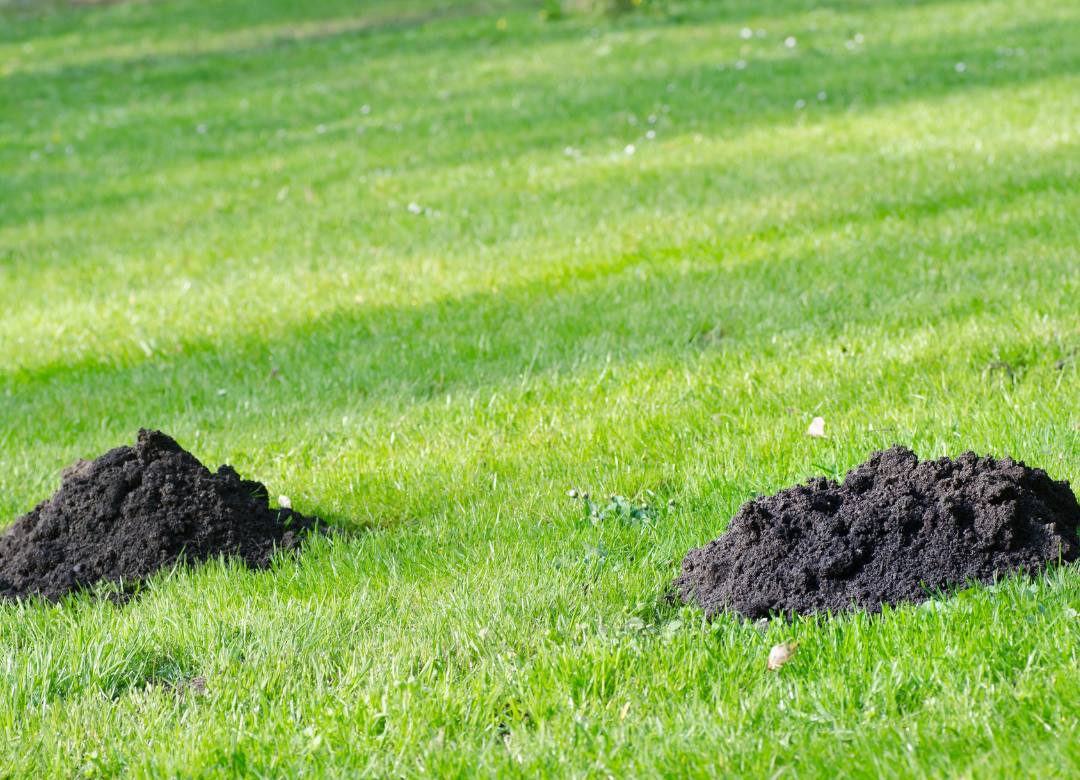 Gaten in het gazon | Voorkomen en herstellen - Pokon